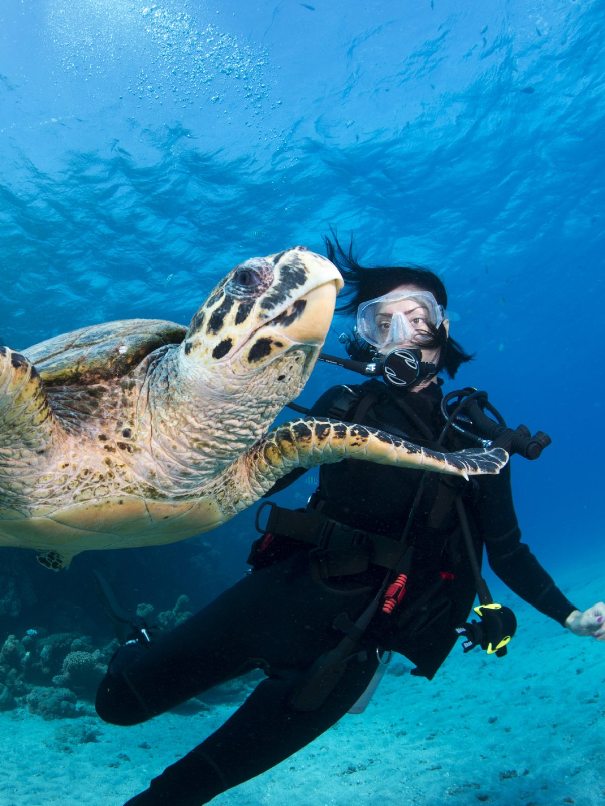 Diving Yacht Charters- Caribbean Mainsail Yacht Charters